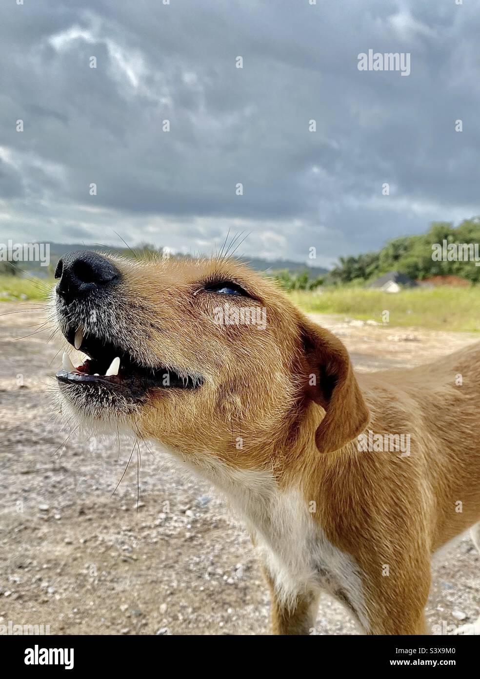 Noble dog hi-res stock photography and images - Alamy