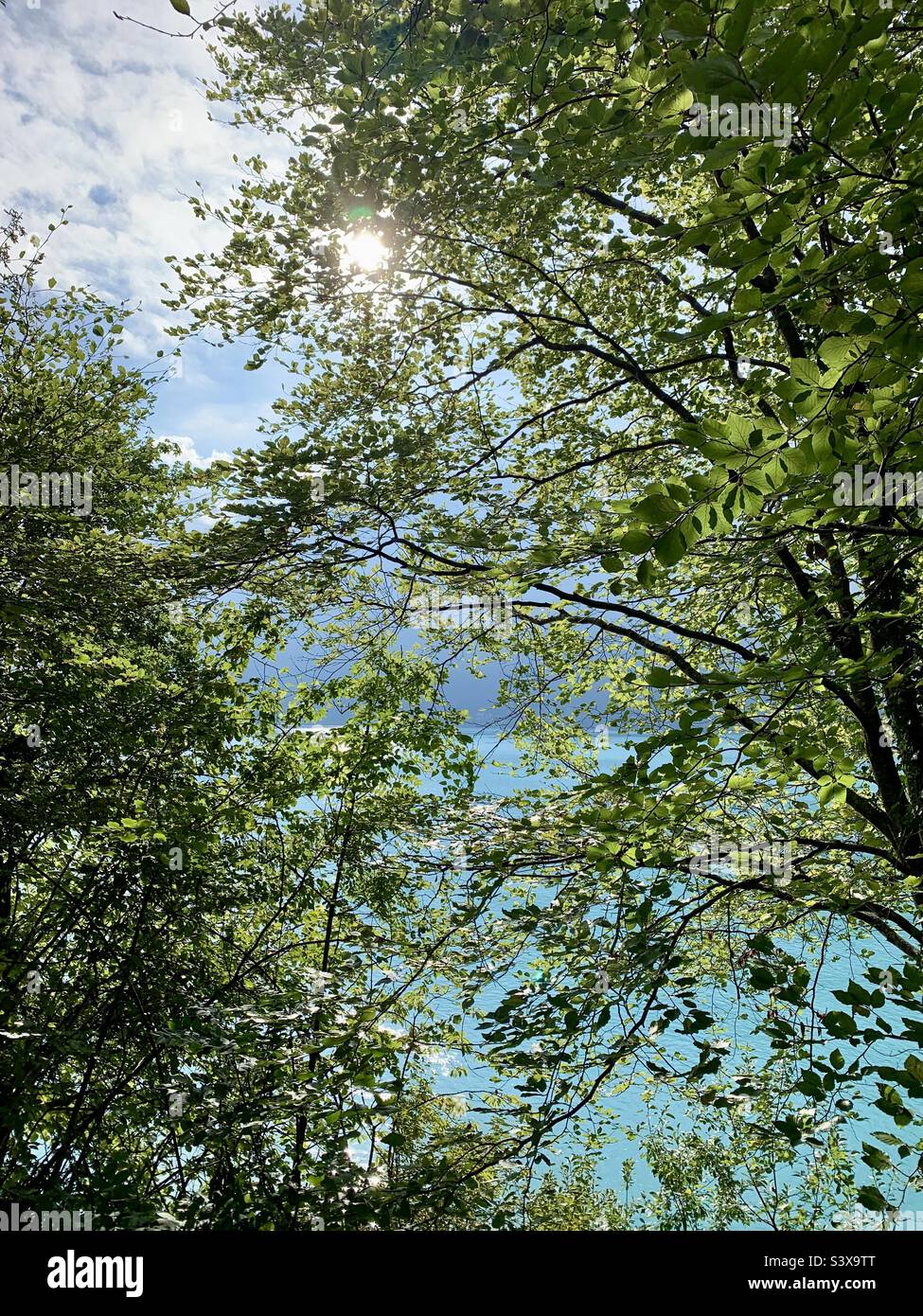 Sun beaming through branches of a tree over Lake Brienz, Switzerland ...
