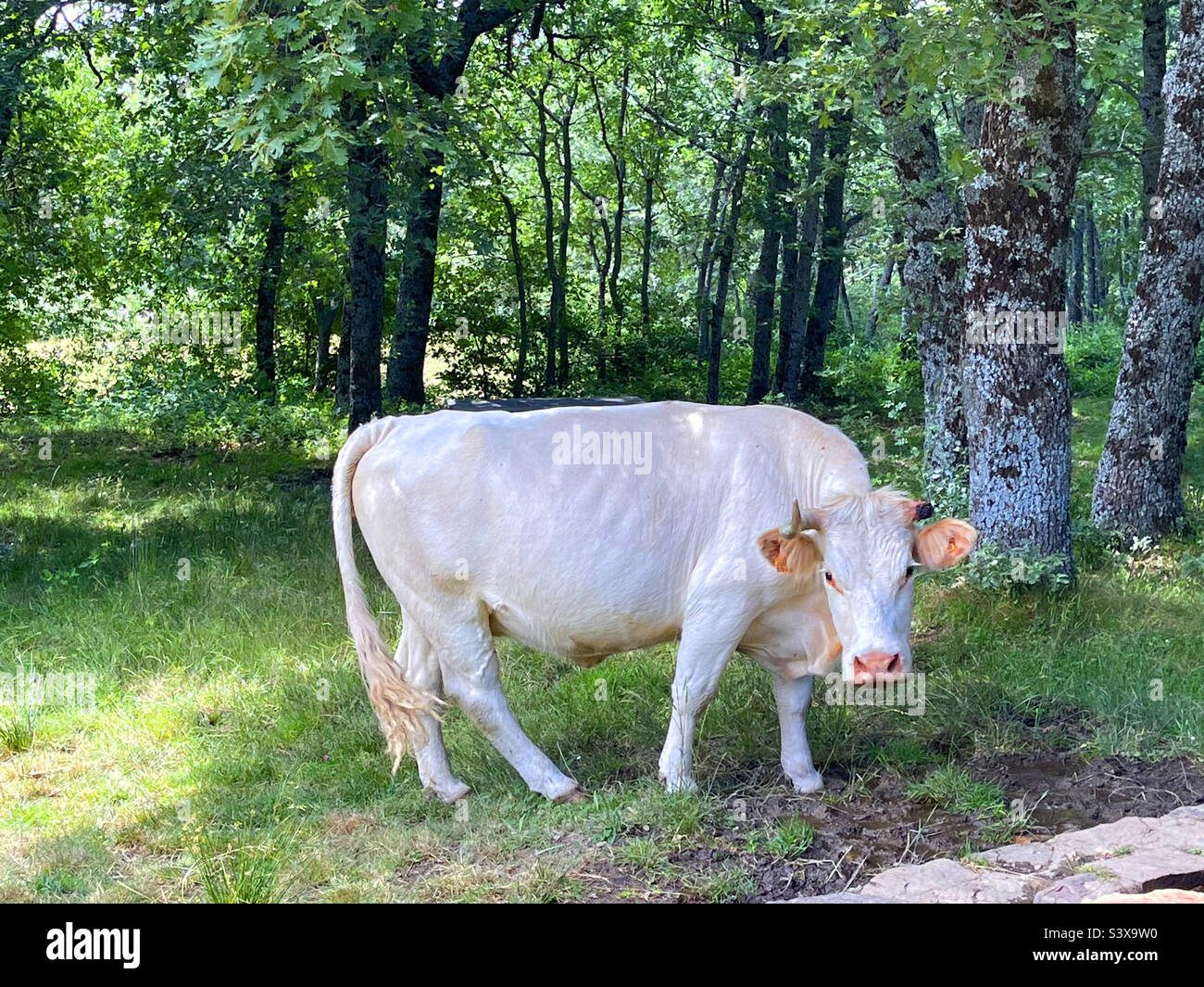 Woodland cow hi-res stock photography and images - Alamy