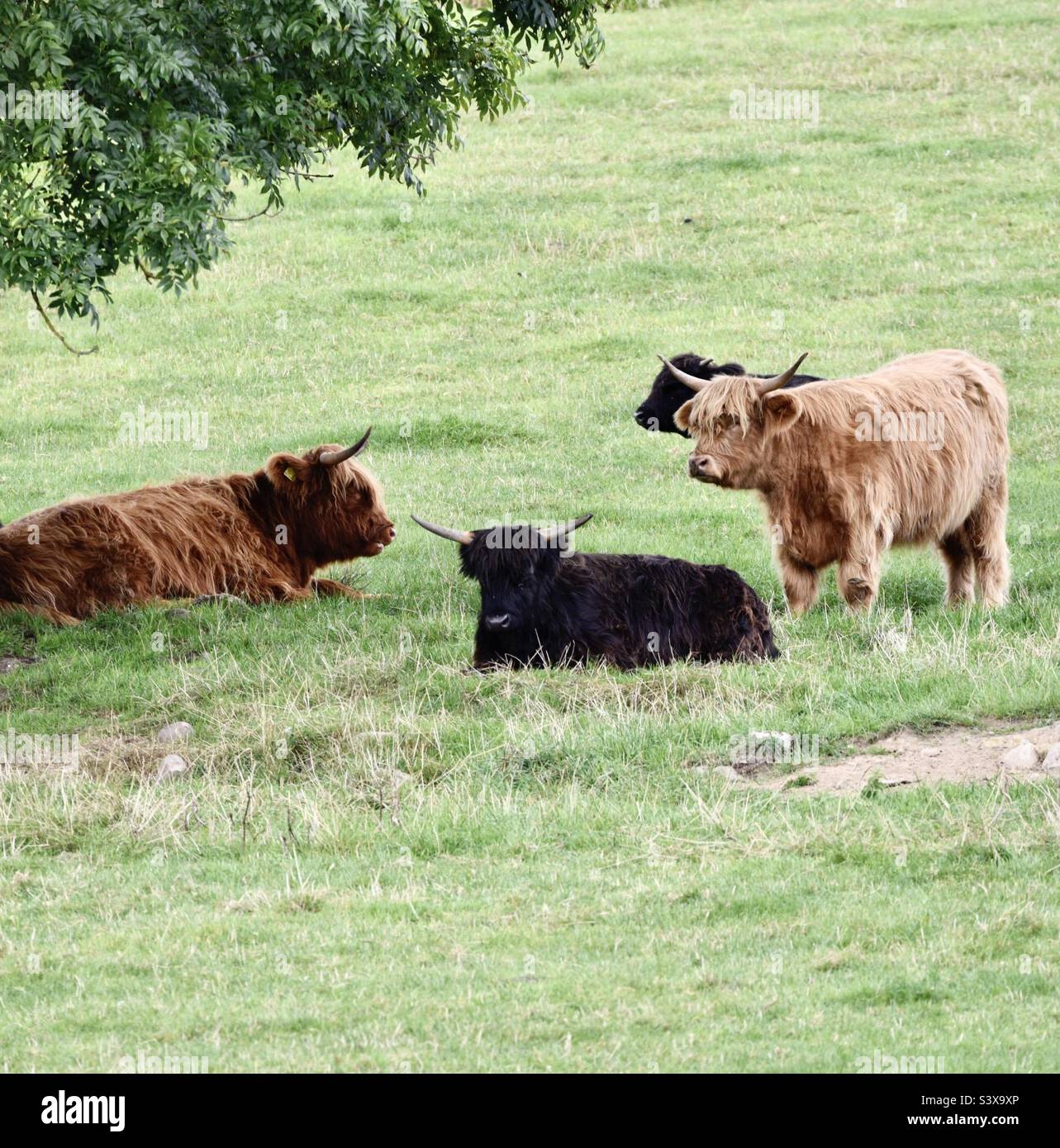Highland cow cows hi-res stock photography and images - Alamy