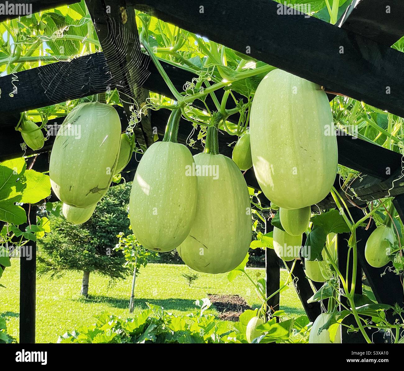 Spaghetti gourd hi-res stock photography and images - Alamy