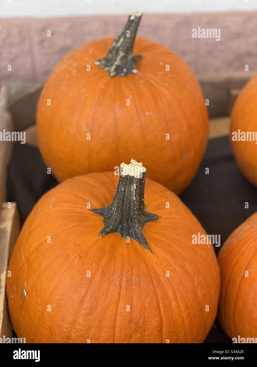Festive pumpkins hi-res stock photography and images - Alamy