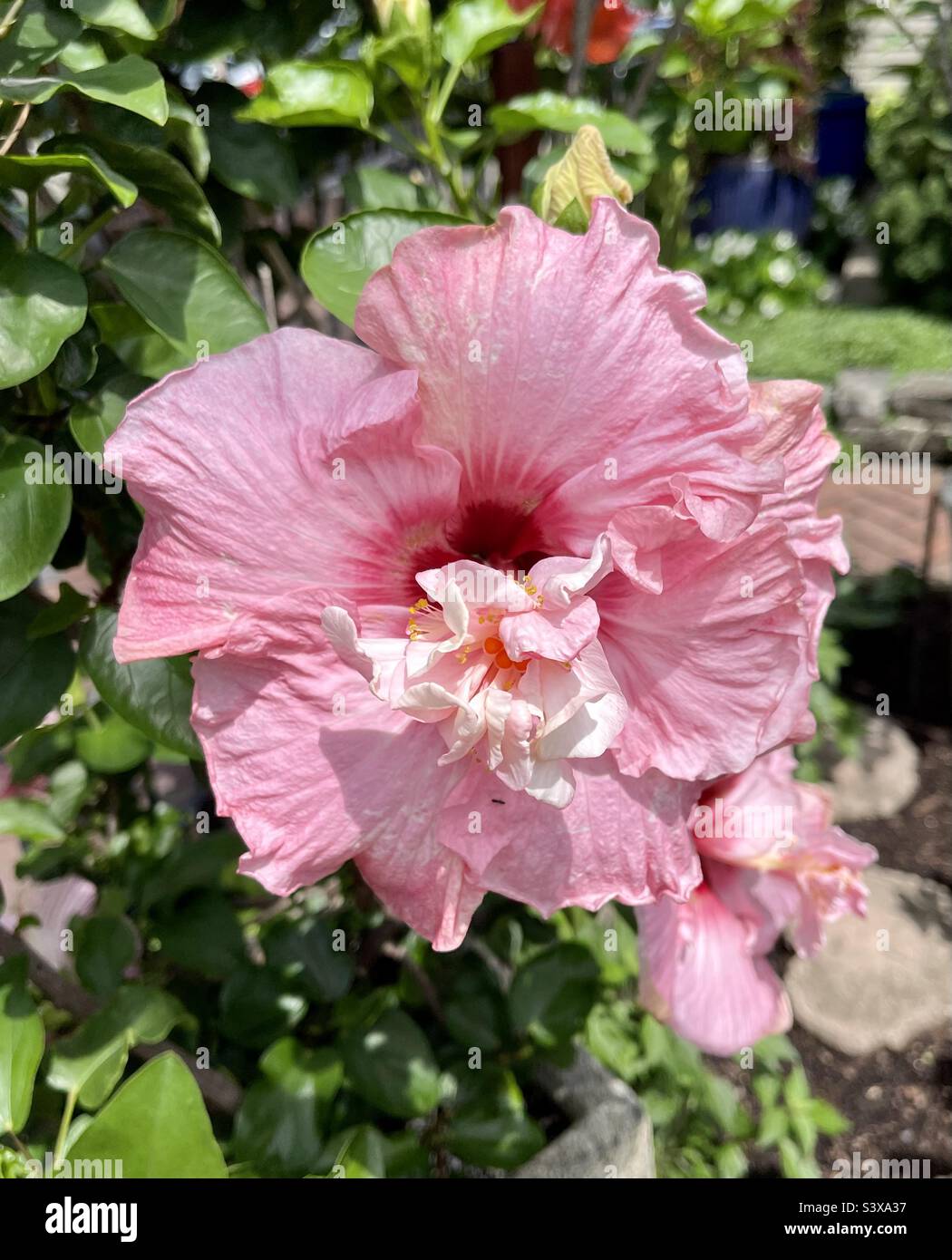 Pink hibiscus in the sun hi-res stock photography and images - Alamy