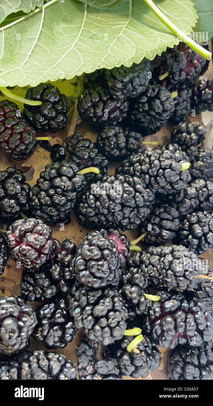 Black summer hi-res stock photography and images - Alamy