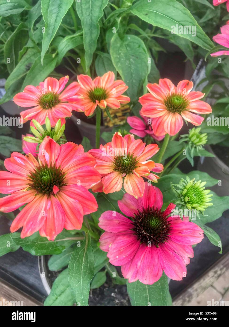 Echinacea autumn hi-res stock photography and images - Alamy