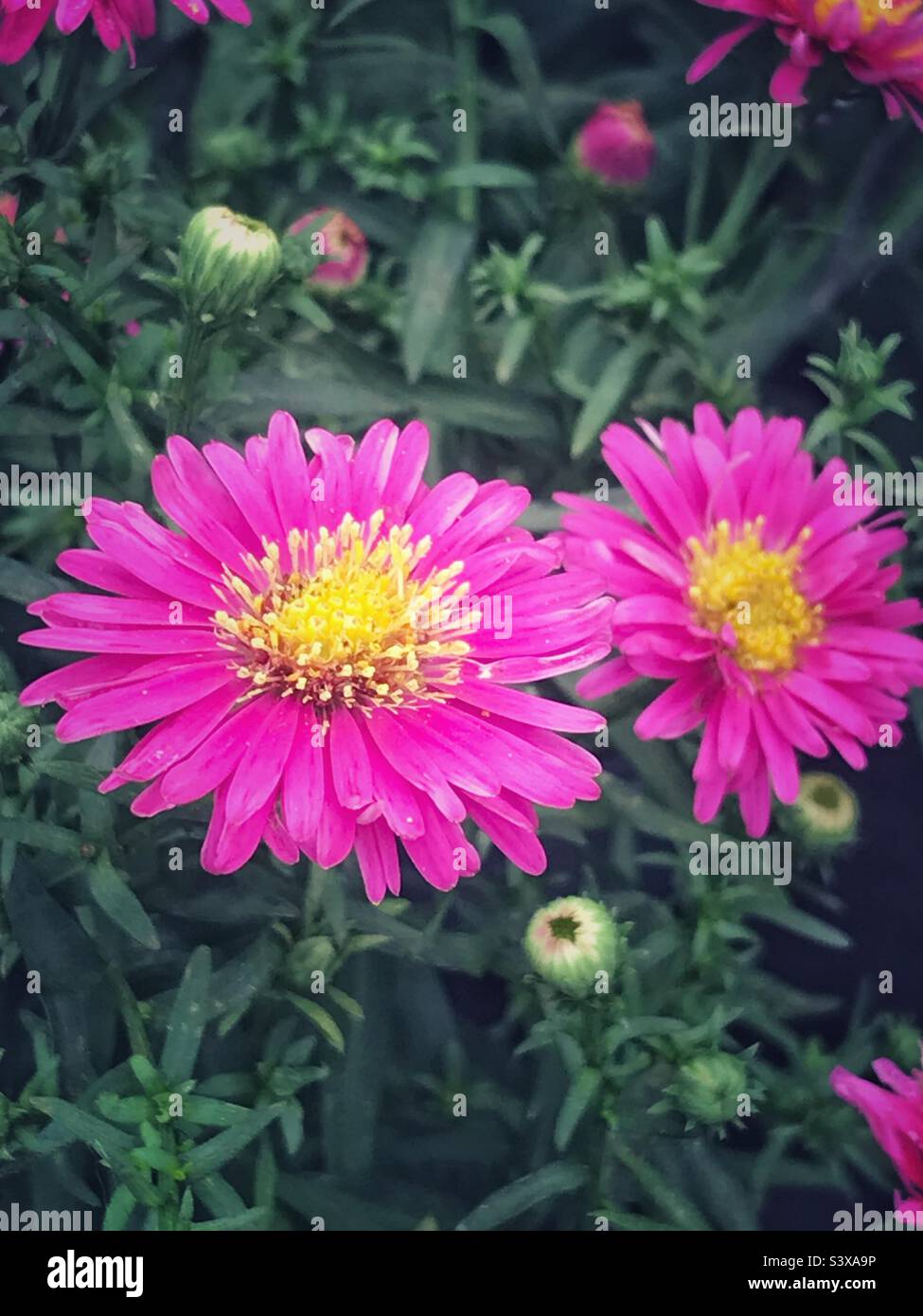 Magic deep rose hi-res stock photography and images - Alamy