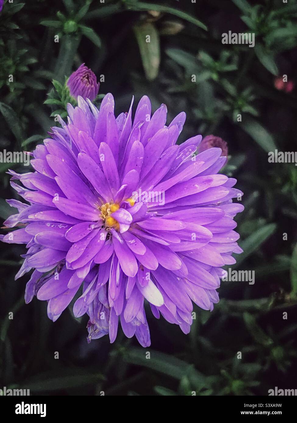 Fall asters hi-res stock photography and images - Alamy