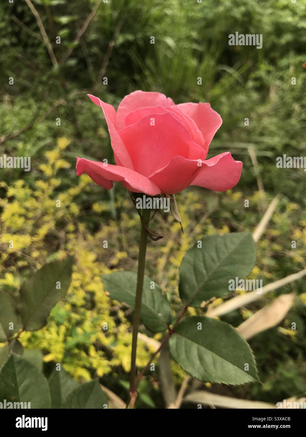 Floara hi-res stock photography and images - Alamy