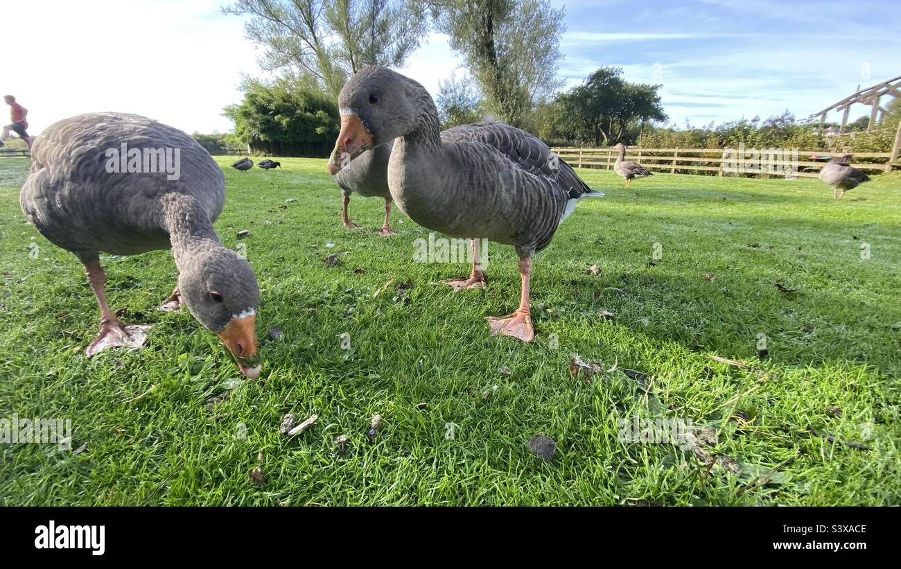 Sat morning fun hi-res stock photography and images - Alamy