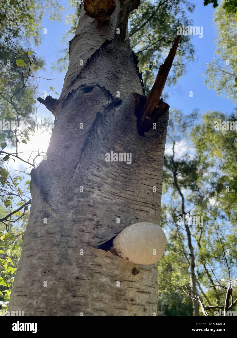 The most fascinating fungi hi-res stock photography and images - Alamy
