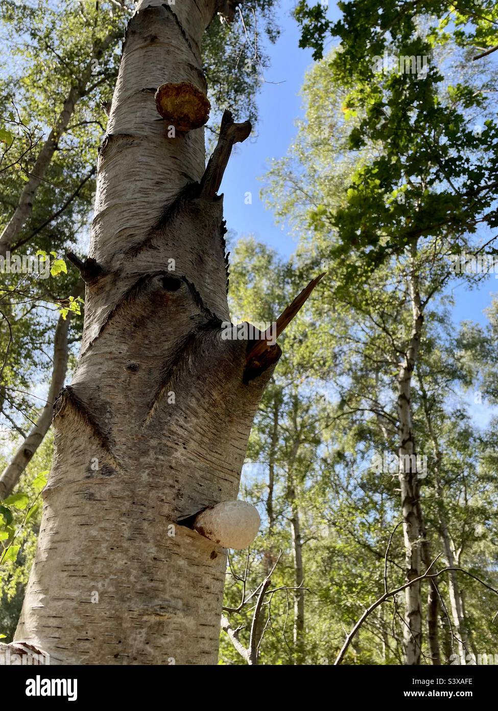 Face character hi-res stock photography and images - Alamy