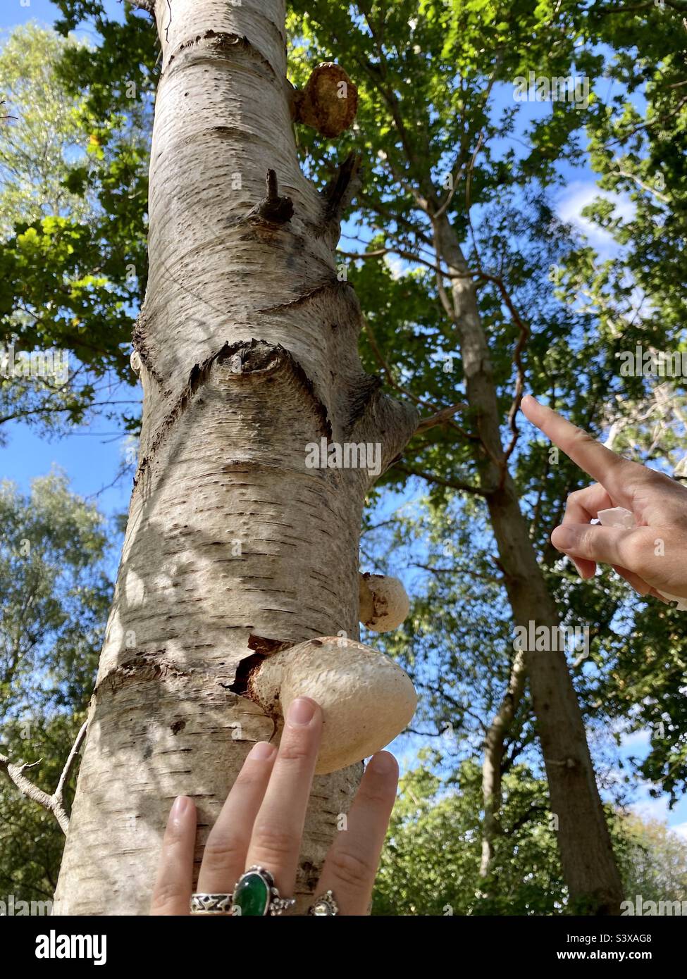 Hand pointing to a fungus hi-res stock photography and images - Alamy