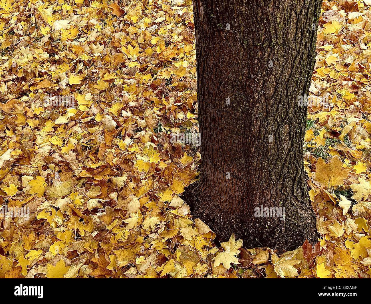 Leaves falling around hi-res stock photography and images - Alamy