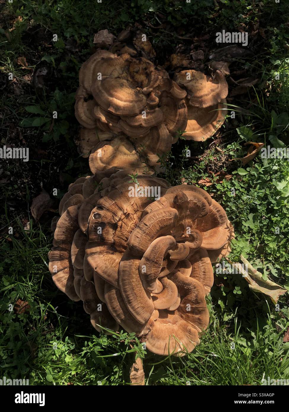 Chicken of the wood mushrooms Stock Photo - Alamy