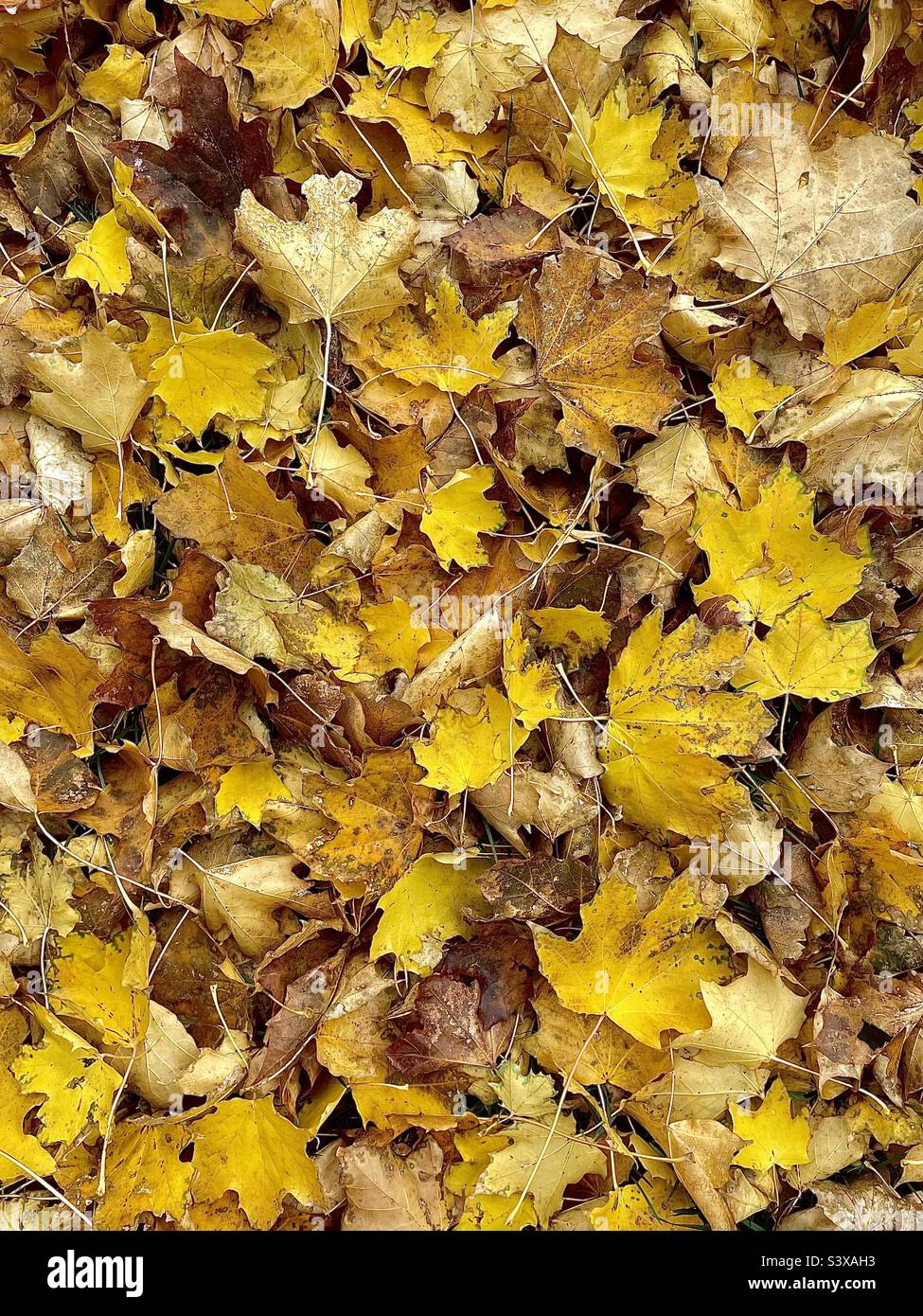 Leafy ground texture hi-res stock photography and images - Alamy