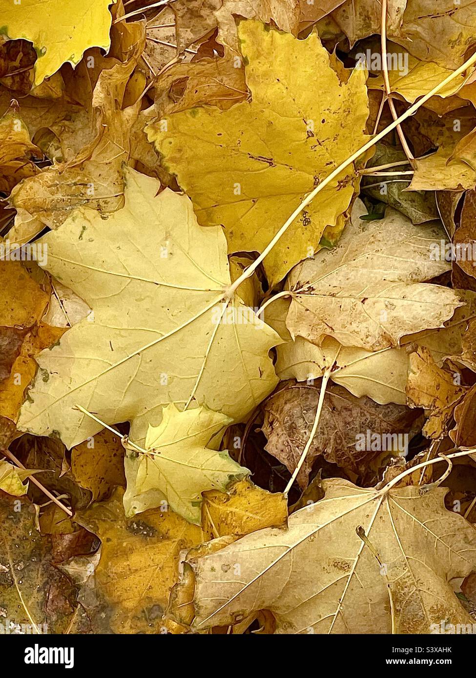 Beautiful abstract leafy patterns hi-res stock photography and images ...