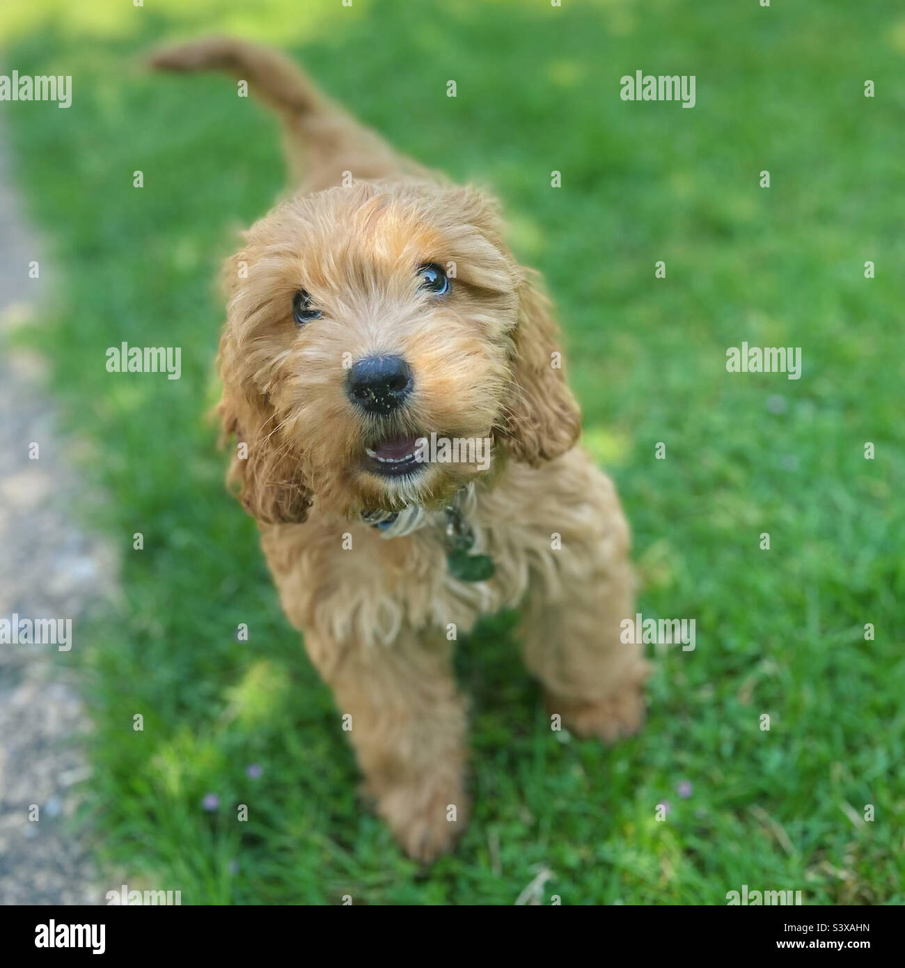 Red cockapoo hi-res stock photography and images - Alamy