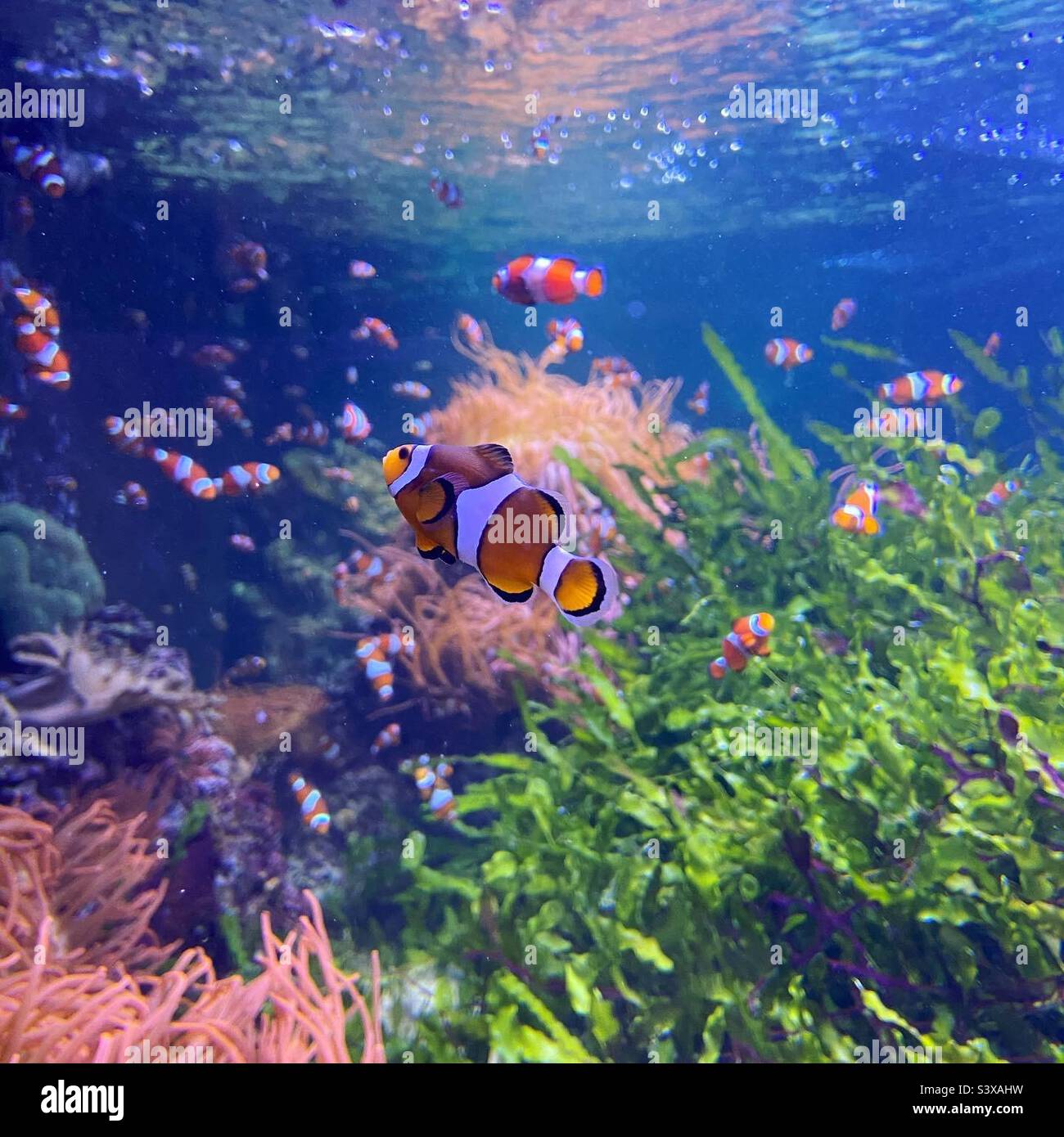 Fish school finding nemo hi-res stock photography and images - Alamy