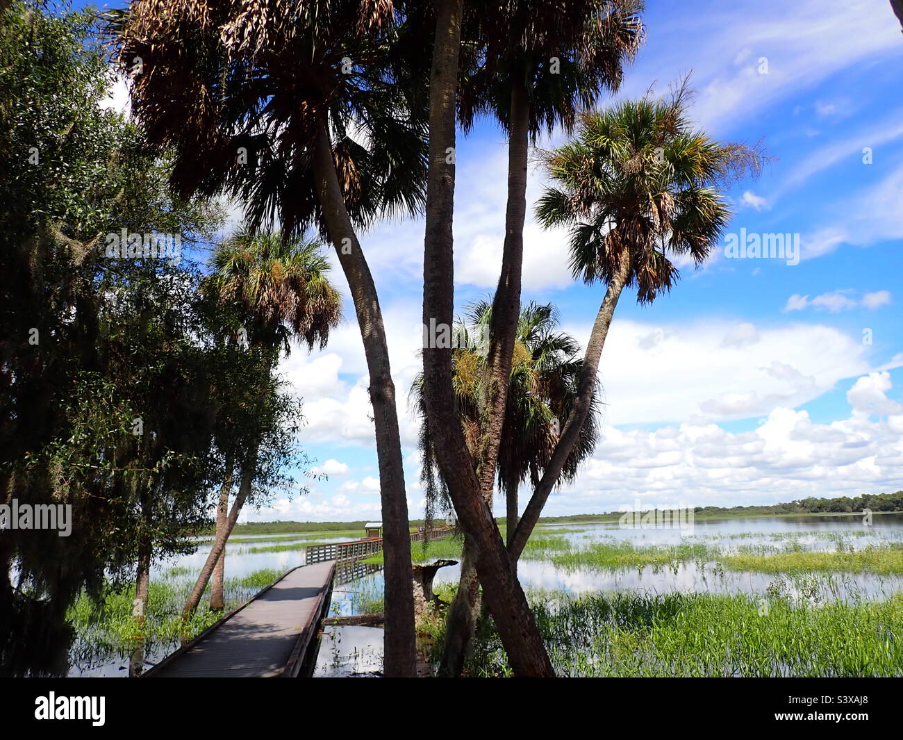 Sable palms hi-res stock photography and images - Alamy