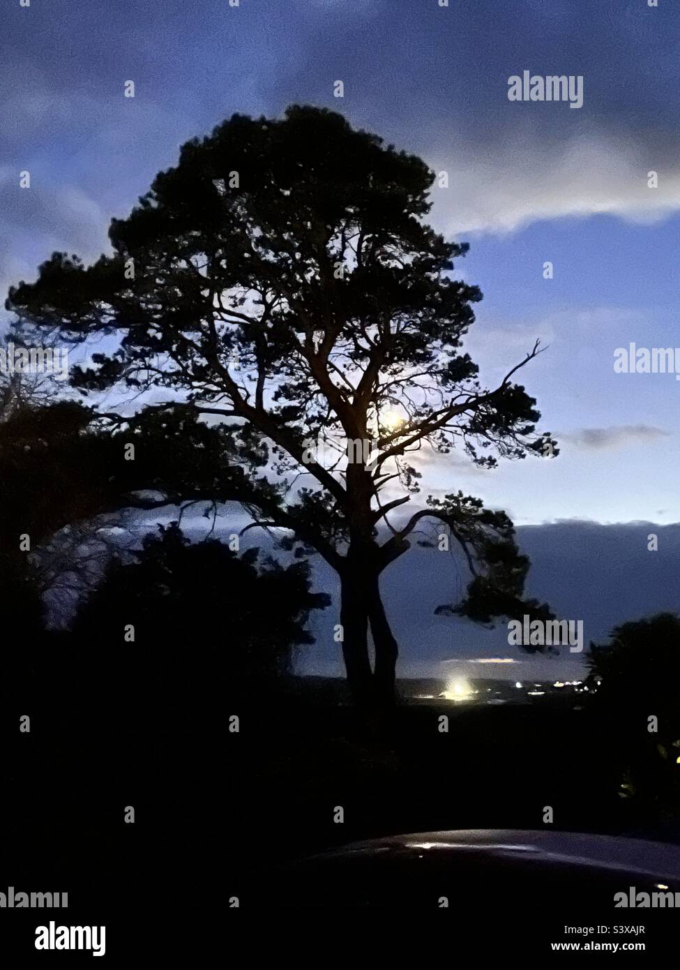 Rustling tree leaves hi-res stock photography and images - Alamy