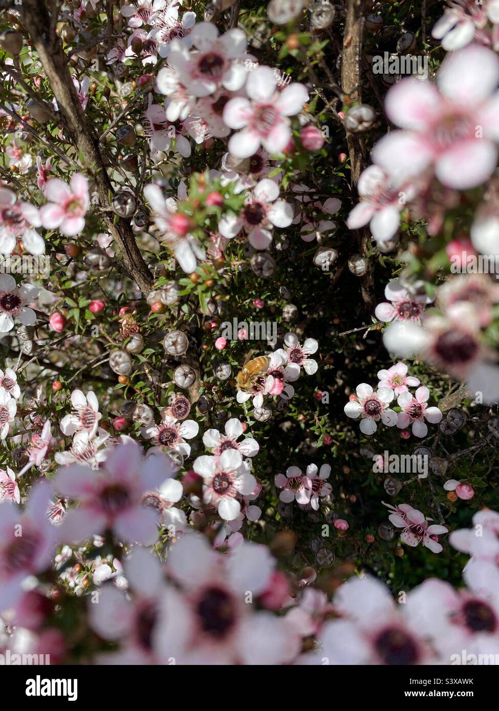 Manuka tree hi-res stock photography and images - Alamy