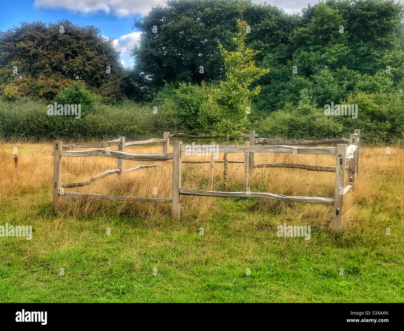 Protected tree hi-res stock photography and images - Alamy