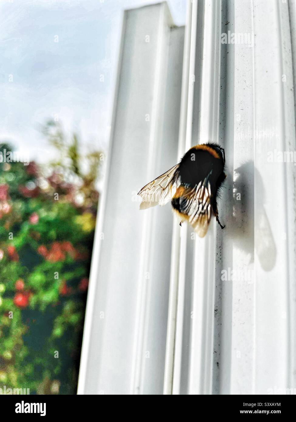 Hello bee hi-res stock photography and images - Alamy