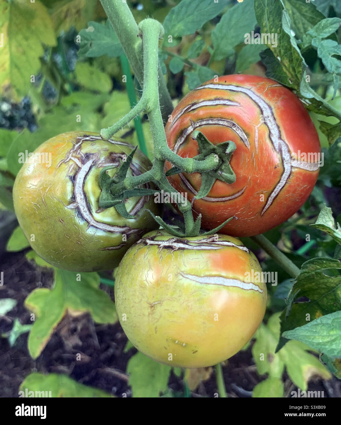 Colorful tomato triad Stock Photo - Alamy