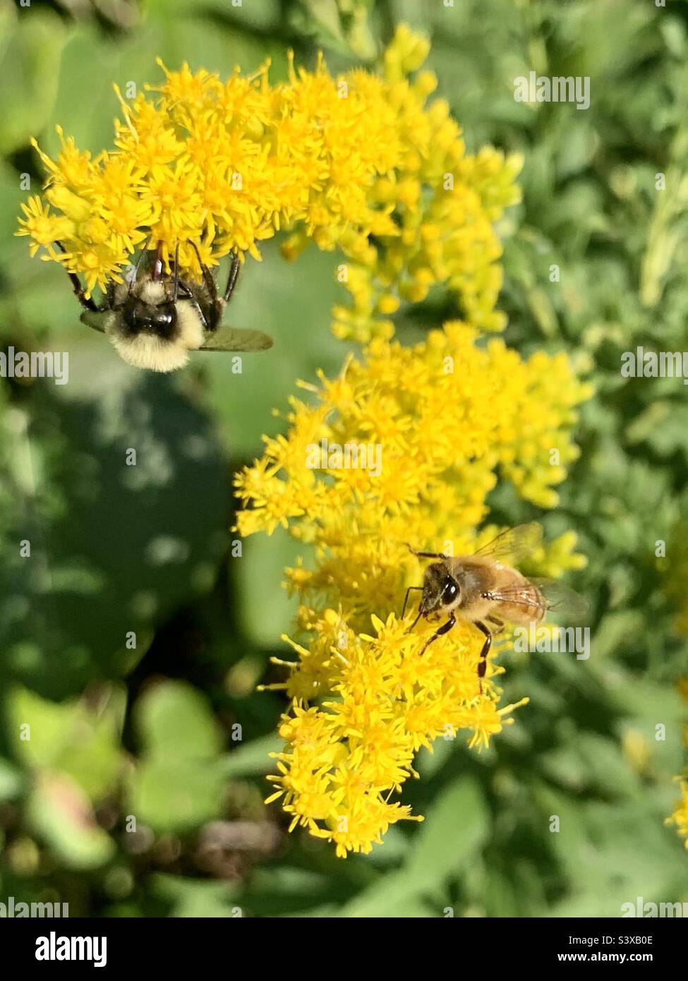 Will you Bee my friend Stock Photo - Alamy