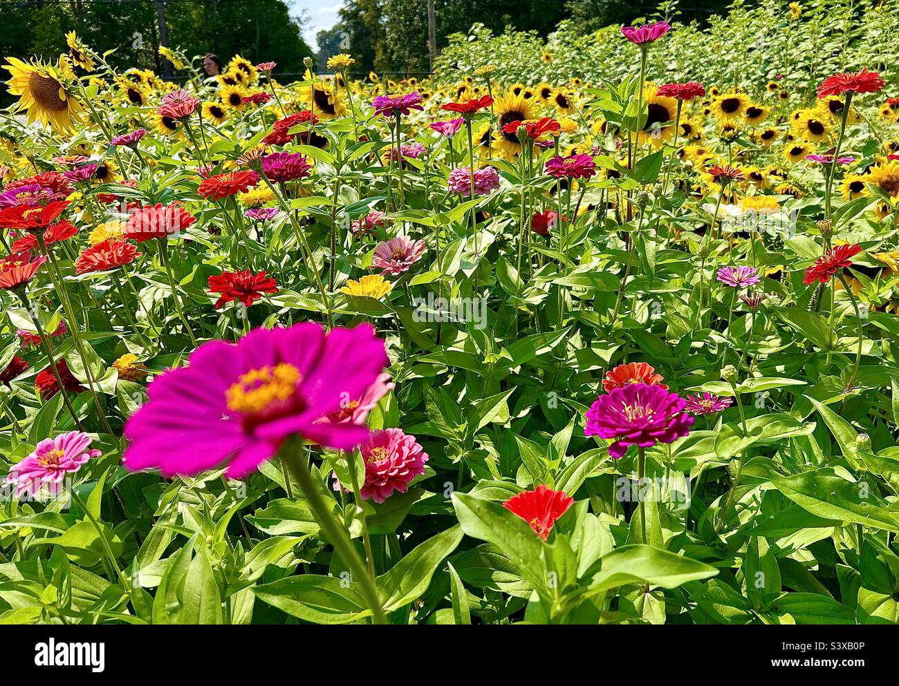 Field of colorful flowers hi-res stock photography and images - Alamy