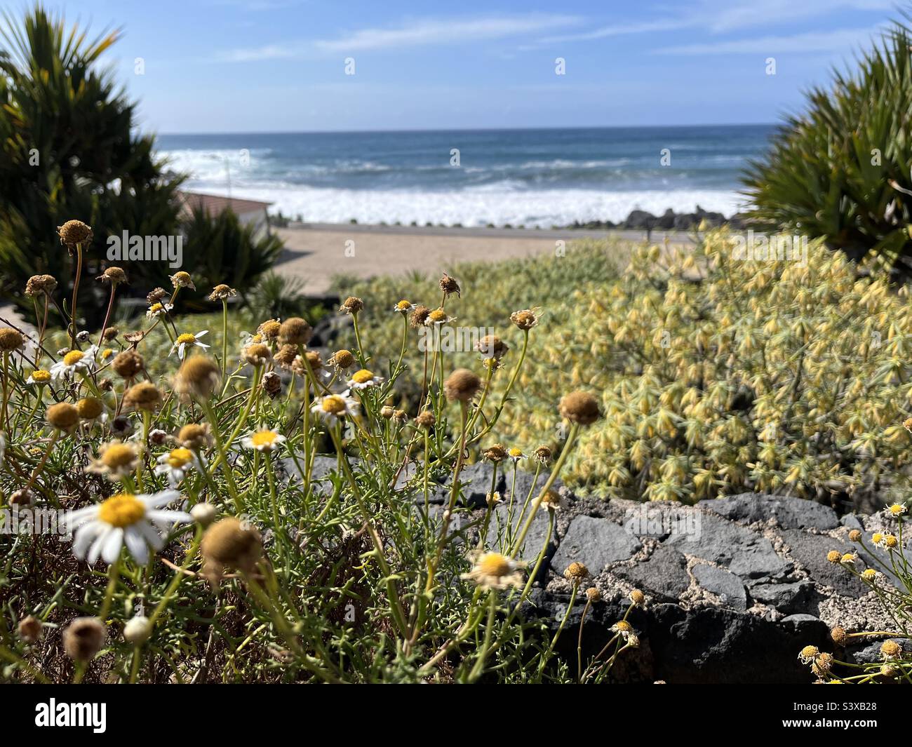 Meer blumen hi-res stock photography and images - Alamy