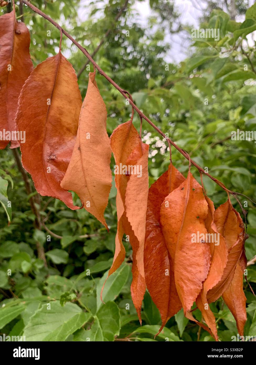 Rusty leaves hi-res stock photography and images - Alamy