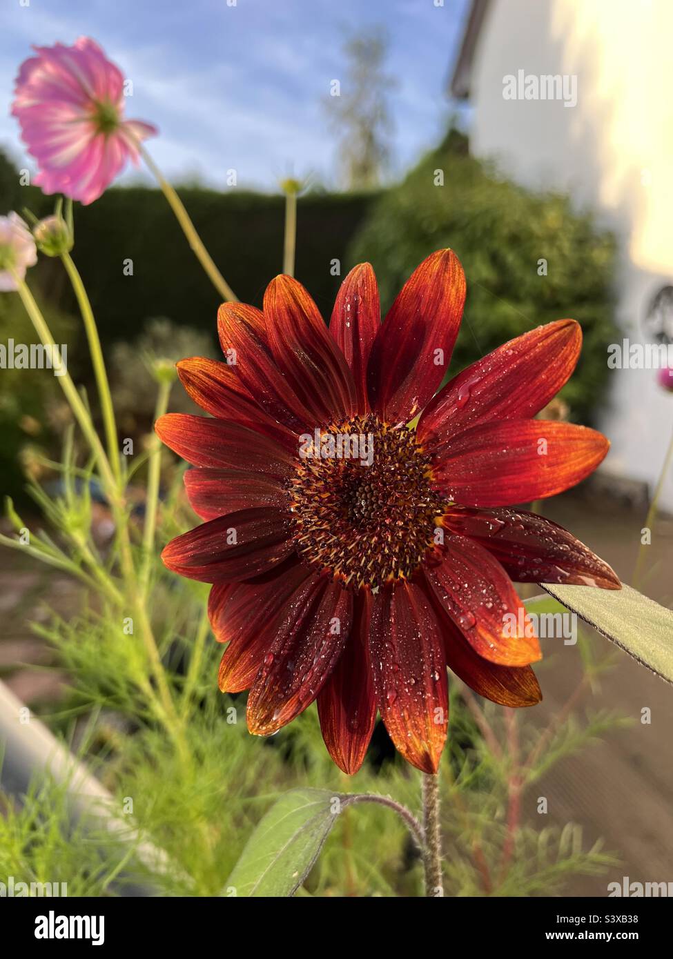 Red sunflower hi-res stock photography and images - Alamy
