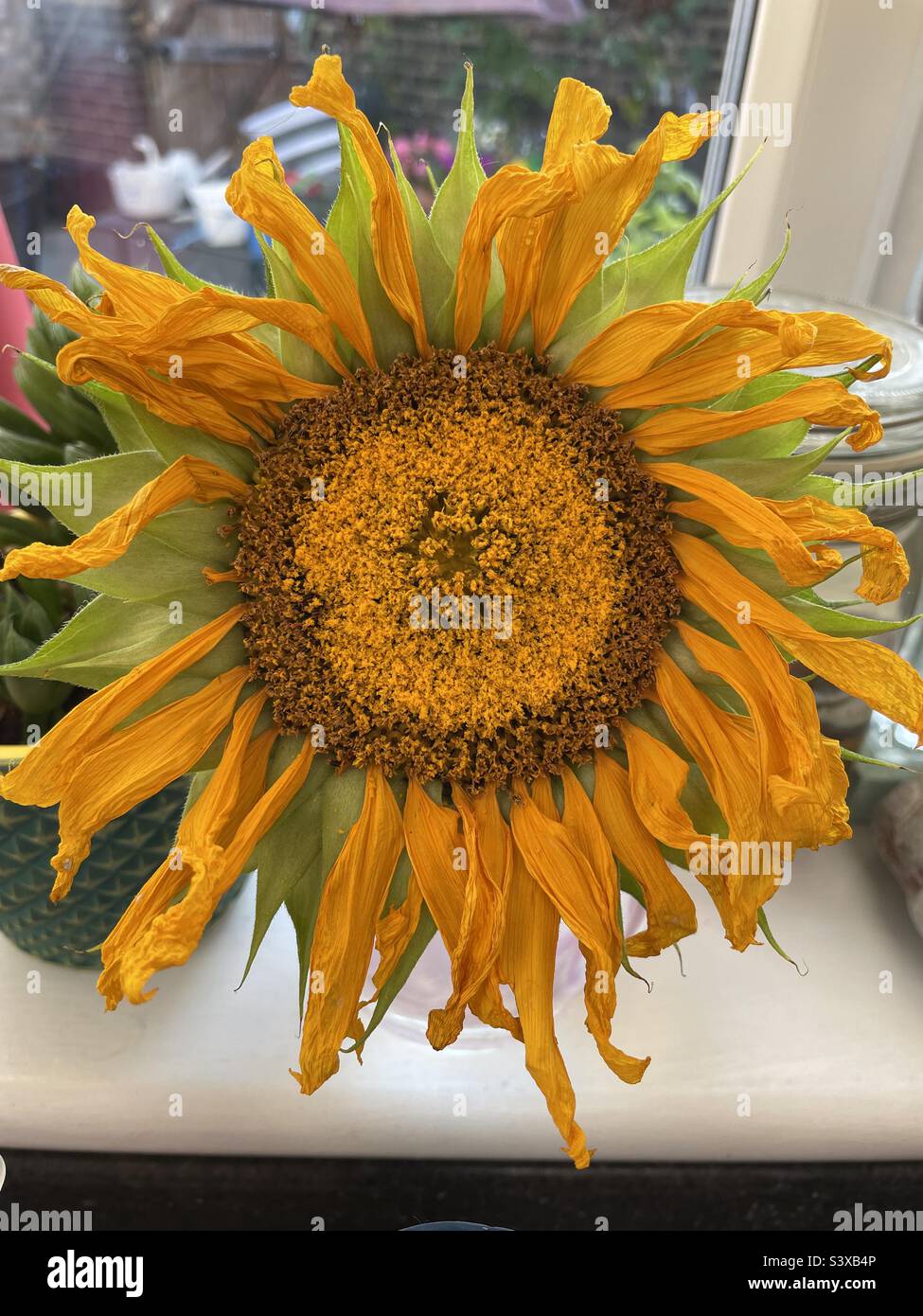 Withering sunflower on a kitchen windowsill Stock Photo - Alamy