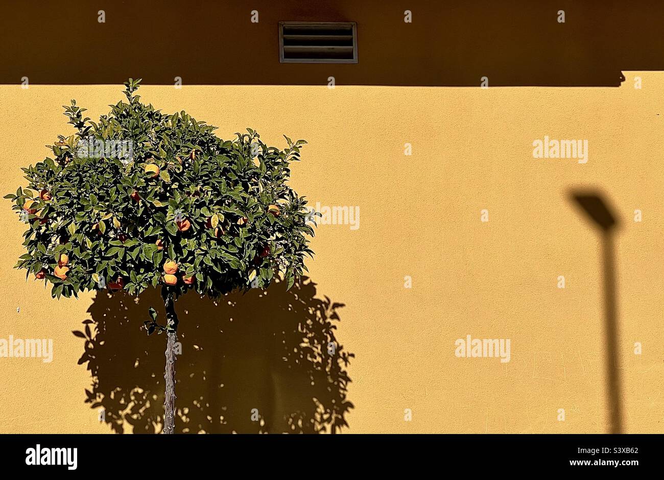 Naranjo orange tree hi-res stock photography and images - Alamy