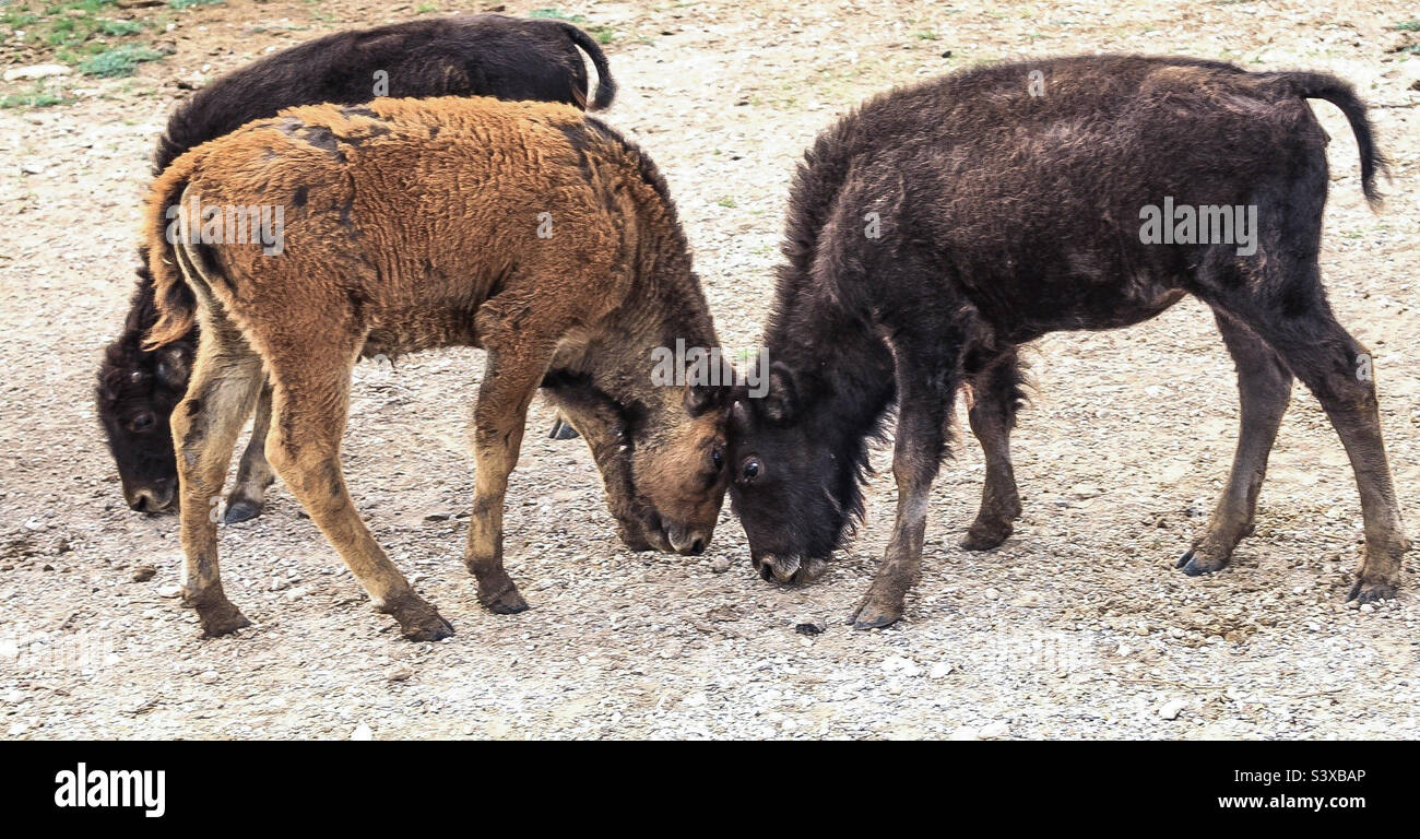 Baby bison hi-res stock photography and images - Alamy
