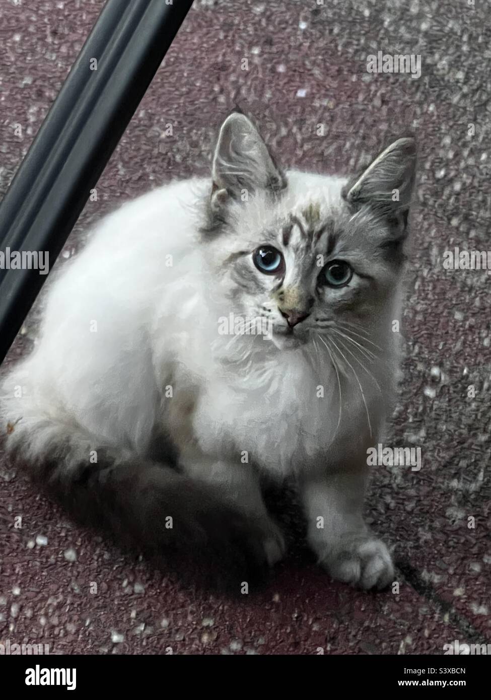 Curious kitty hi-res stock photography and images - Alamy