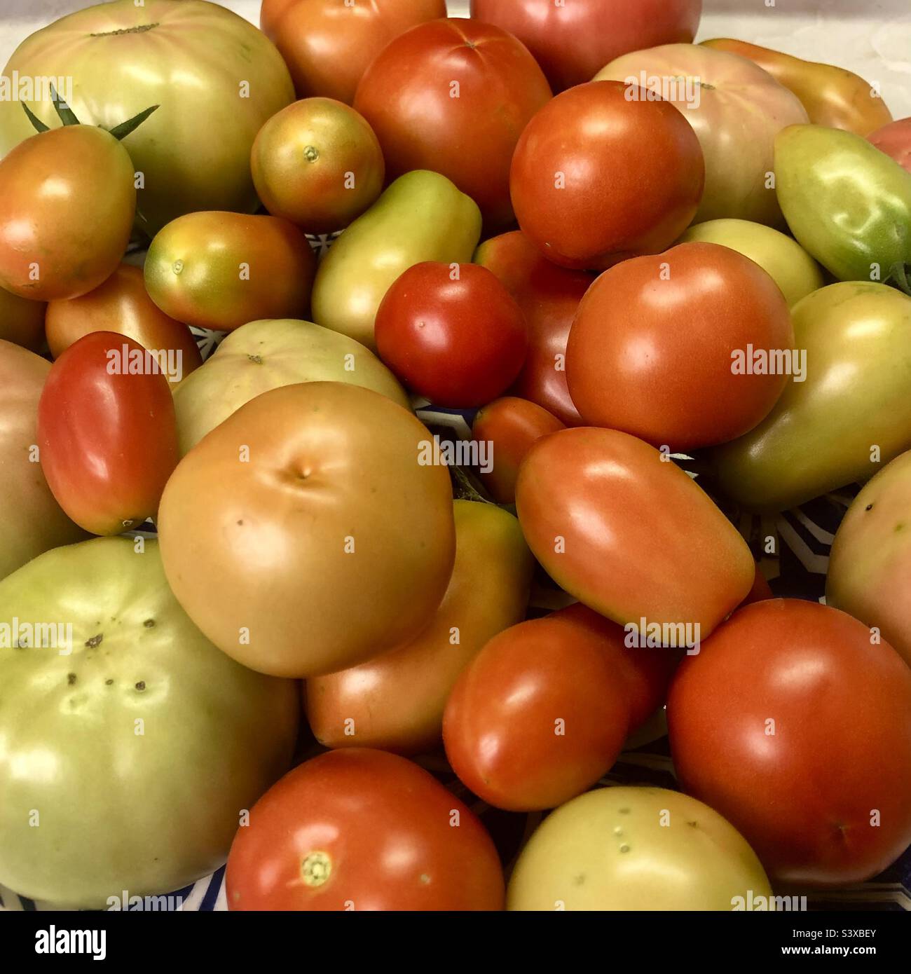 A bunch of ripe homegrown tomatoes of different sizes and colors Stock ...