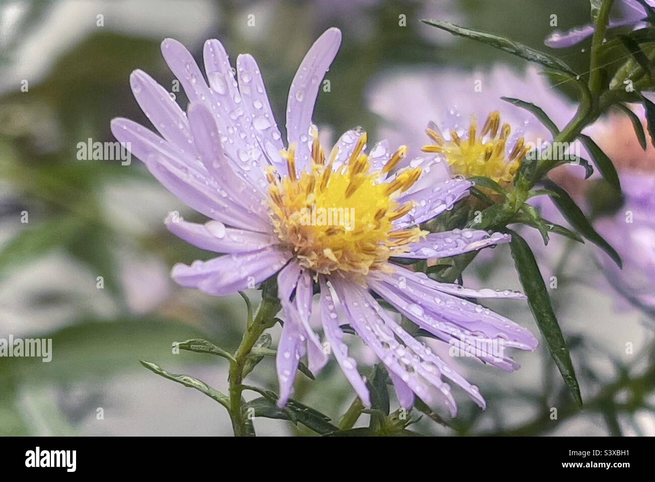 Subtle flowers hi-res stock photography and images - Alamy