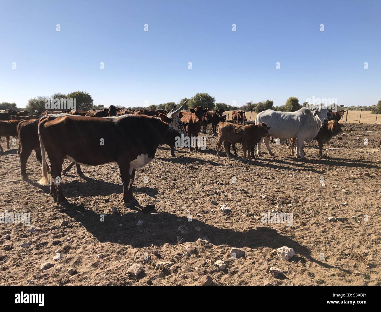 Cattle in a kraal hi-res stock photography and images - Alamy