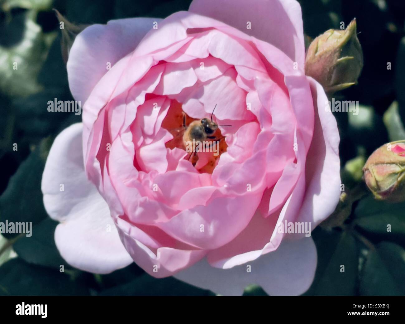 Hello bee hi-res stock photography and images - Alamy