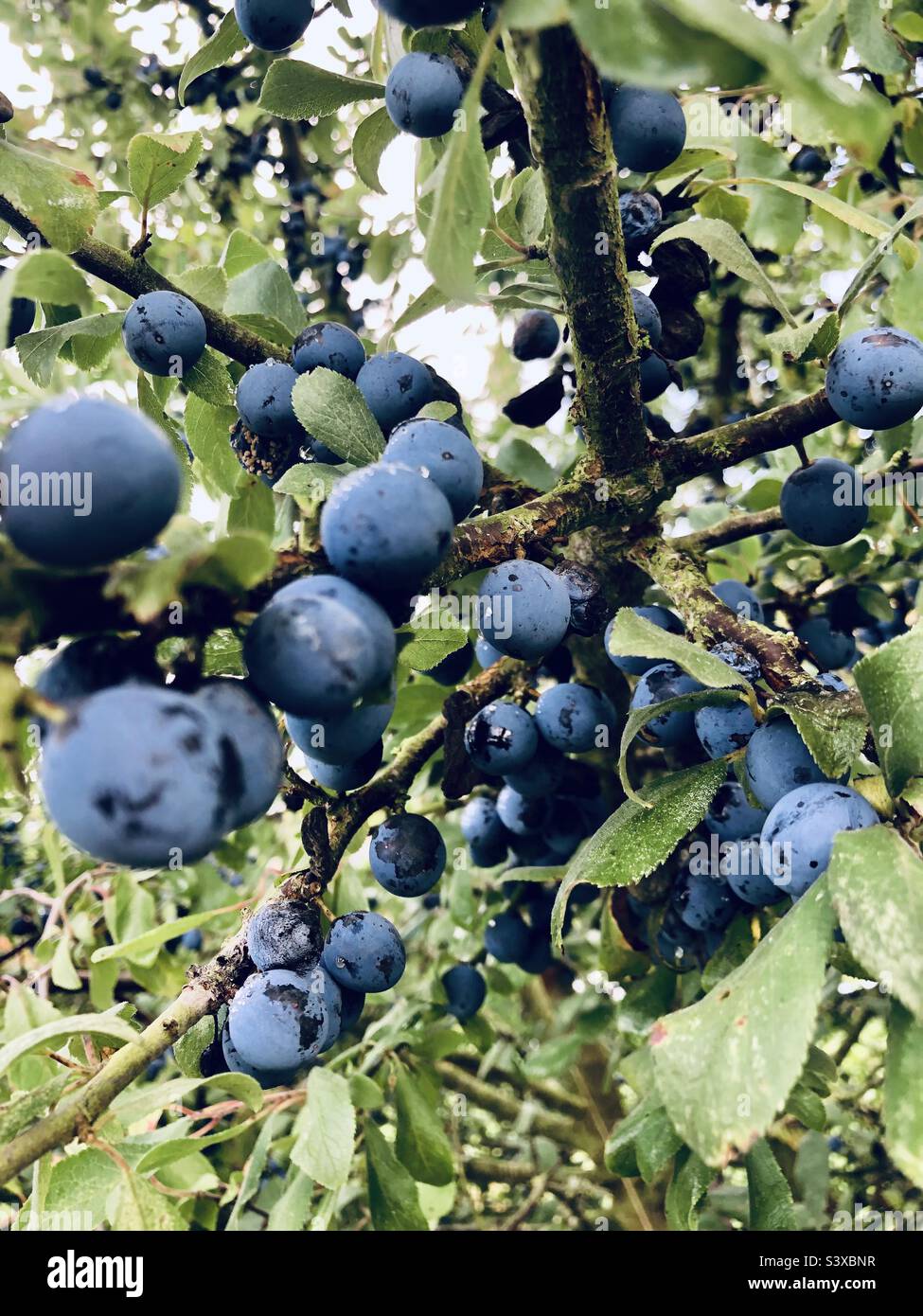 Bunches of ripe Sloe Berries on a bush in the English countryside Stock ...