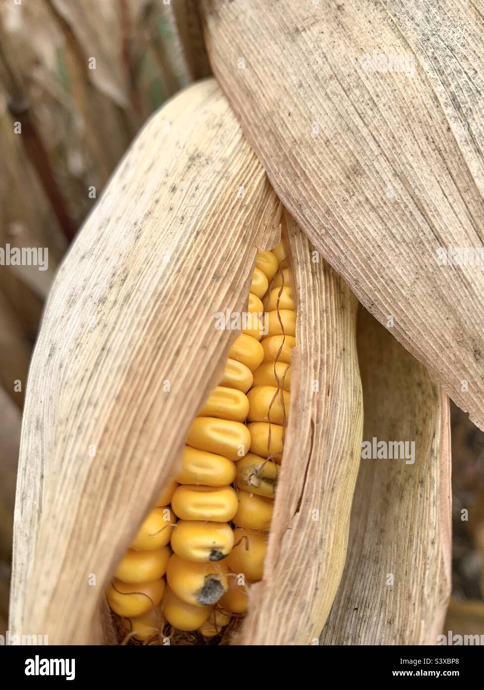 Fall harvest corn hi-res stock photography and images - Alamy