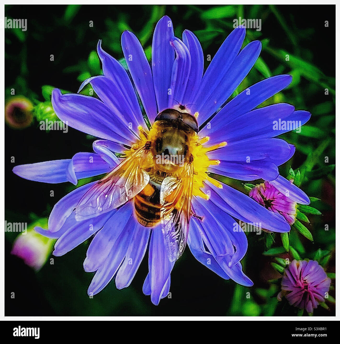 Michaelmas daisy bee hi-res stock photography and images - Alamy