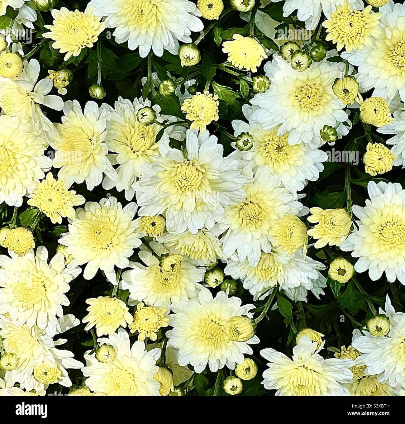White and yellow chrysanthemums hi-res stock photography and images - Alamy
