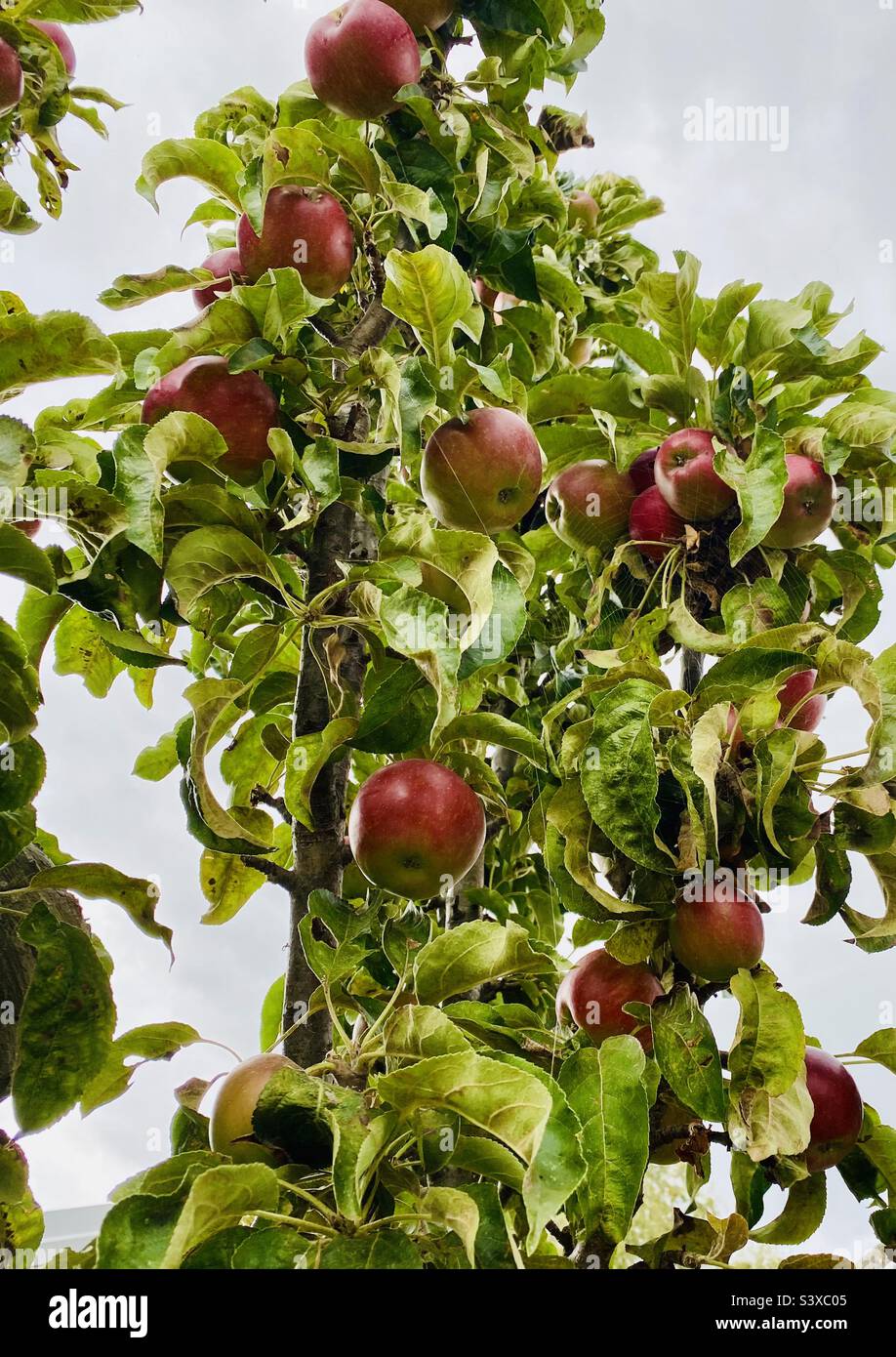 Fruit tree foraging hi-res stock photography and images - Alamy