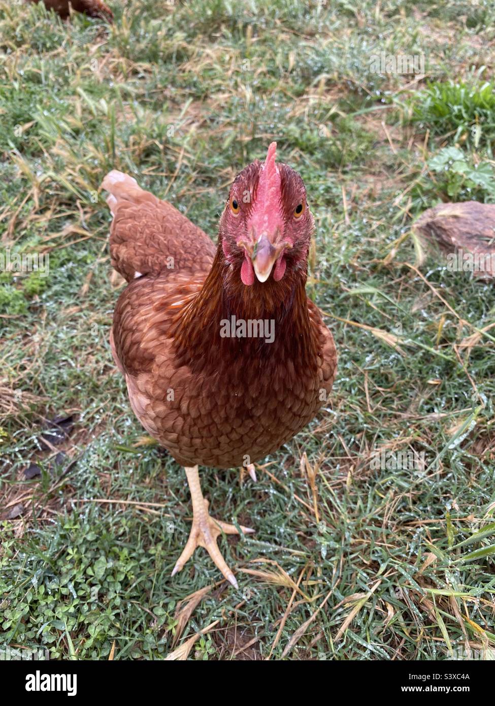 Chicken hen farm hi-res stock photography and images - Alamy