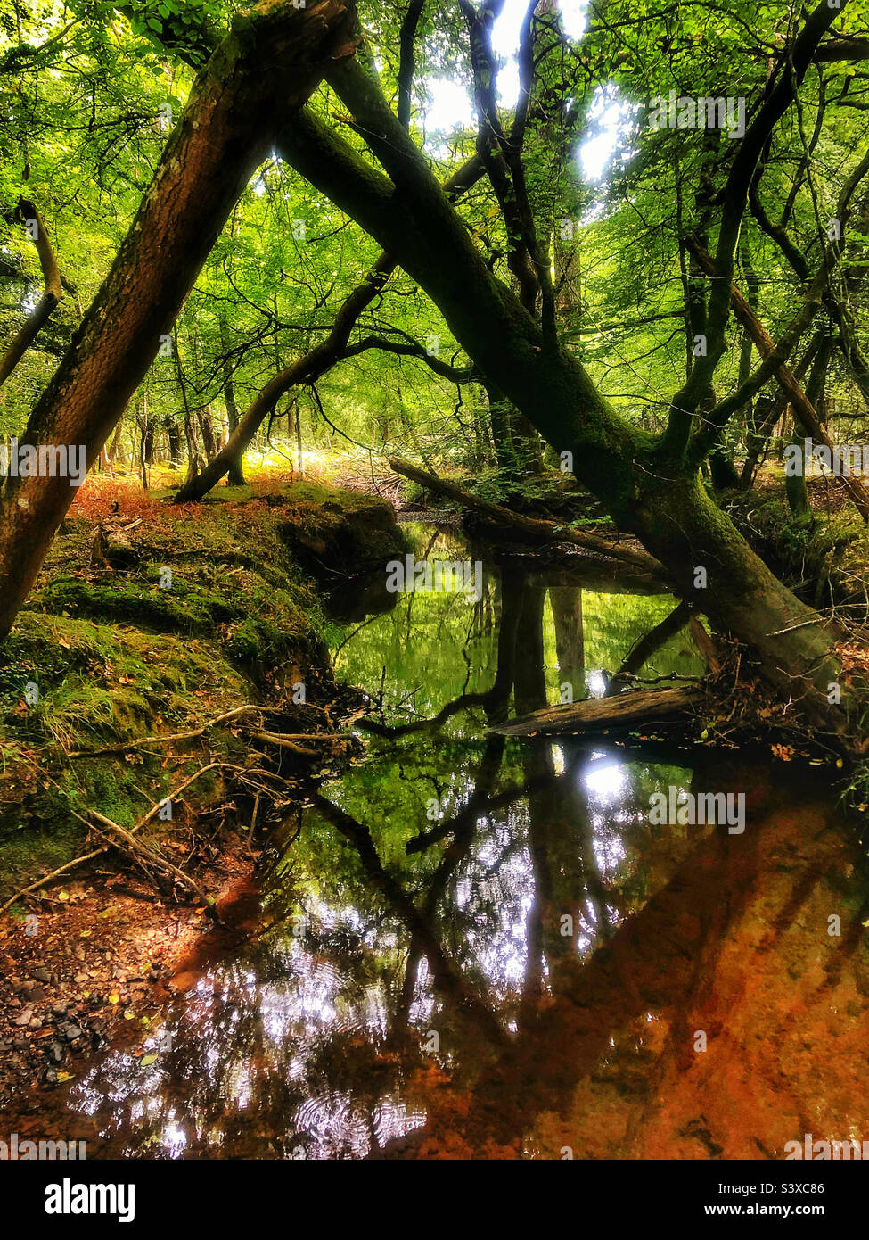 Trees leaning over a forest stream in Hampshire United Kingdom Stock ...