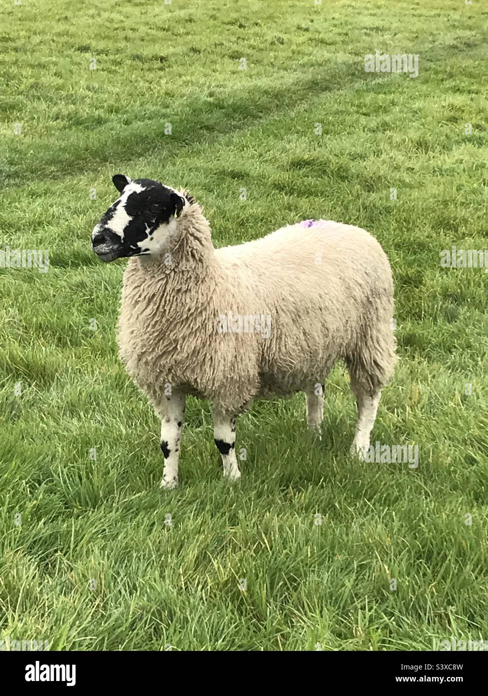Derbyshire gritstone sheep hi-res stock photography and images - Alamy