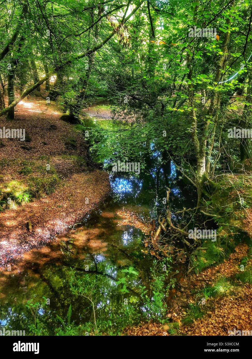 New forest water park hi-res stock photography and images - Alamy